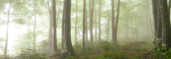 Manawydan uab Llŷr - The Honourable Society of Cymmrodorion